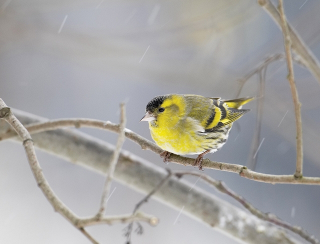 Czyż wiercipięta | Werandacountry.pl