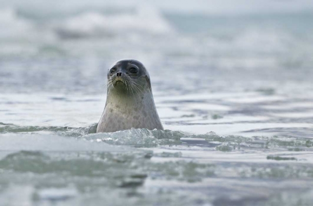 Powrót foki | Werandacountry.pl