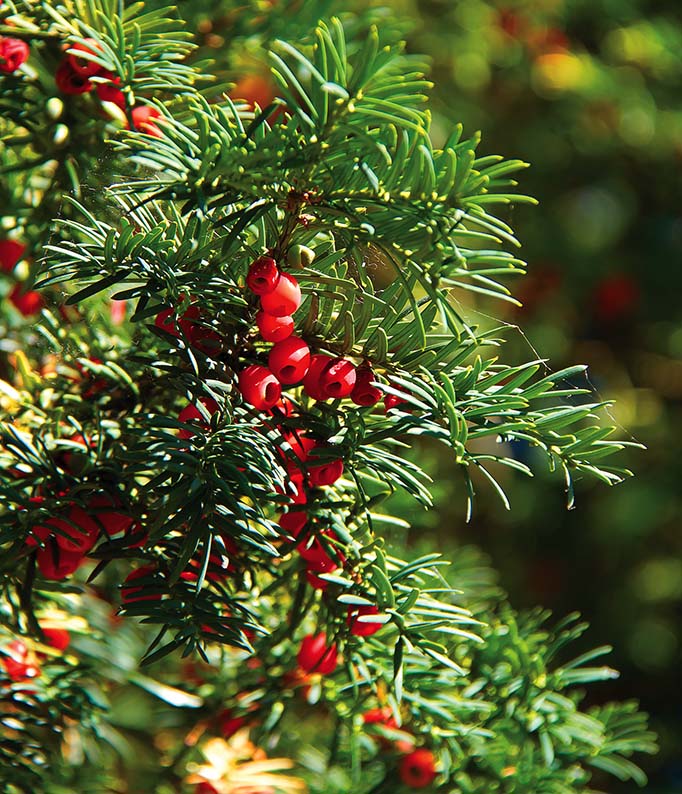 Podstępny cis | Werandacountry.pl