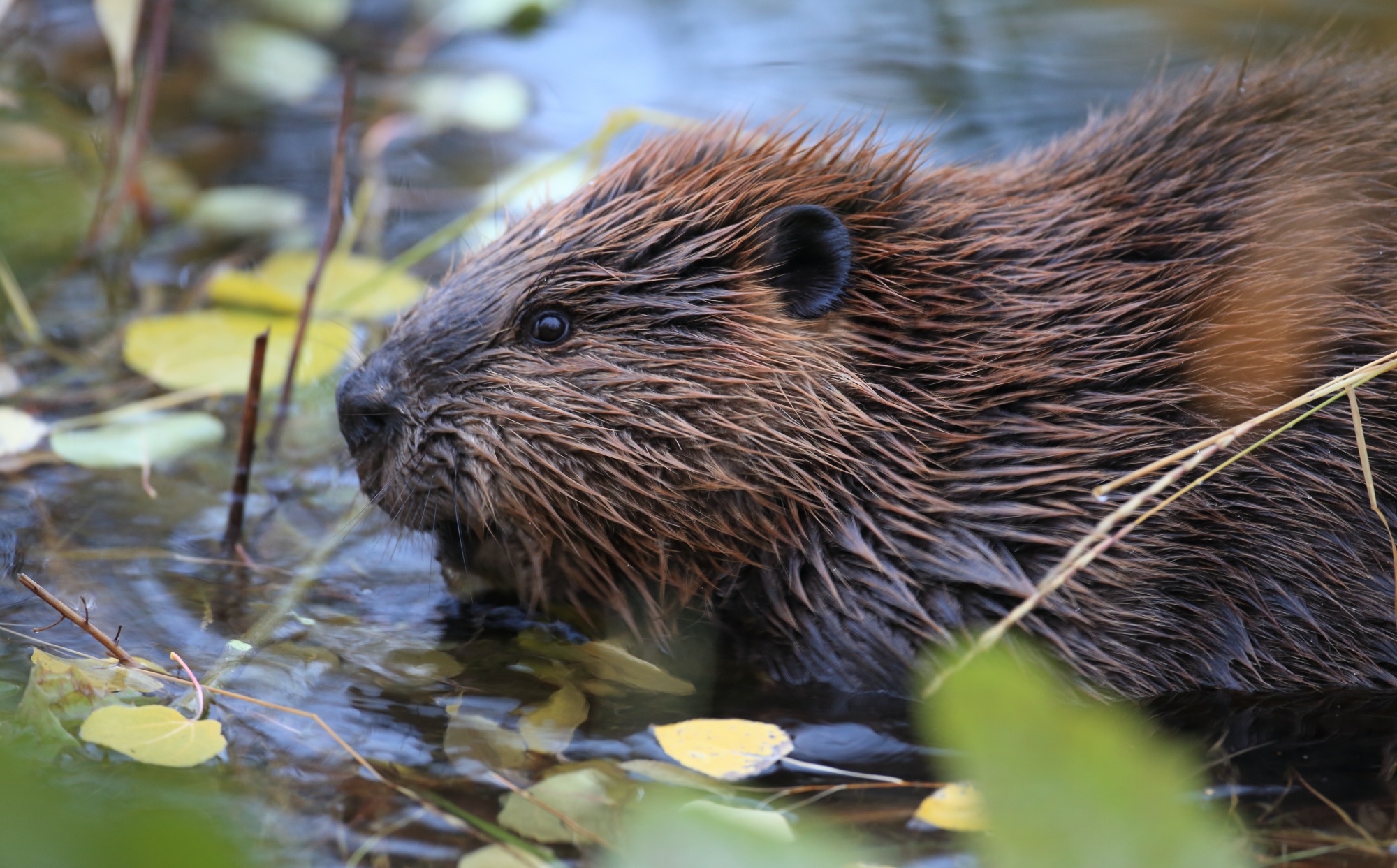 Bobry w Polsce – gdzie i jak je spotkać? | Werandacountry.pl