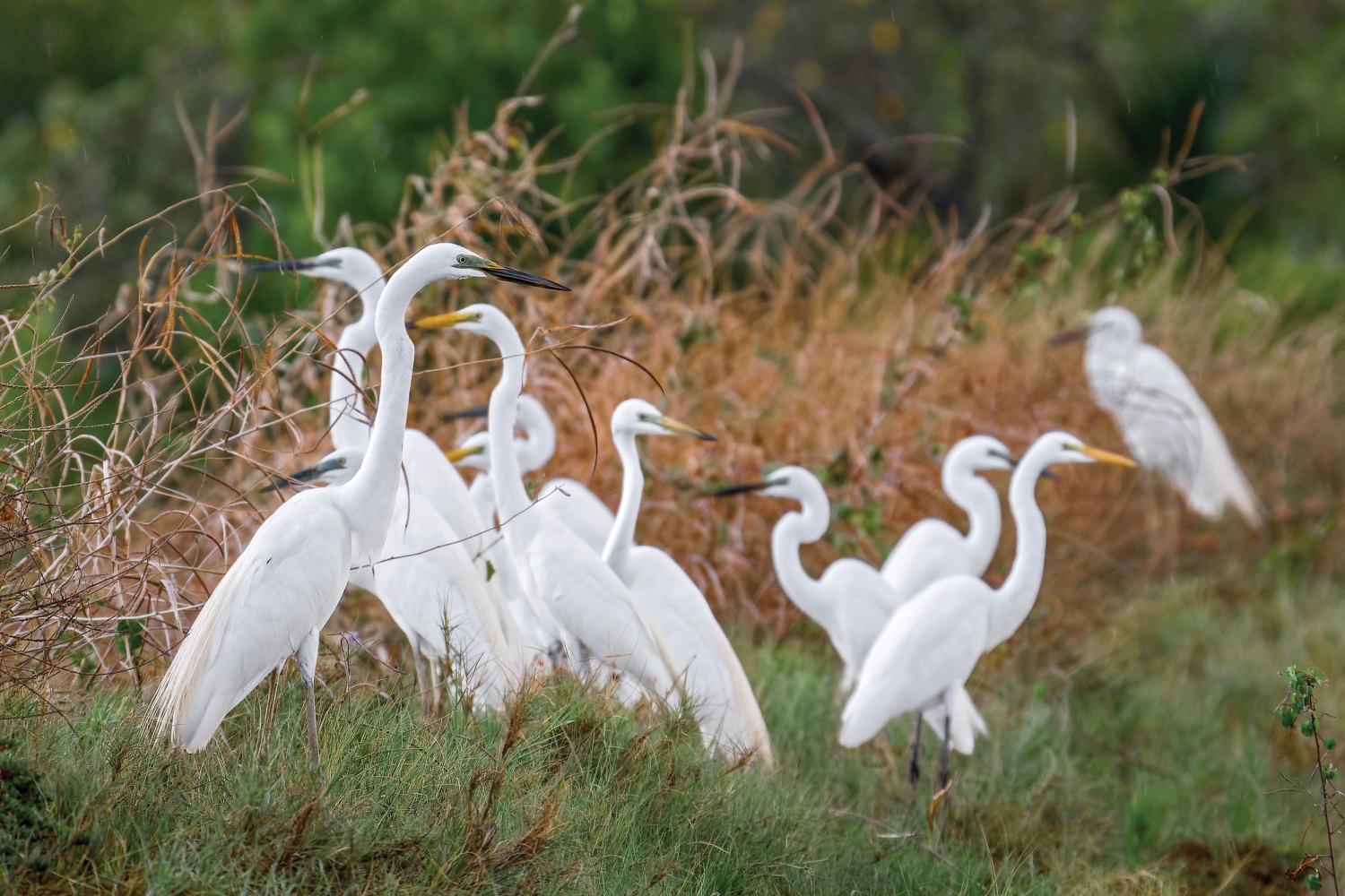 Czapla to mistrzyni polowań. Ale nie tylko dlatego jest taka ...