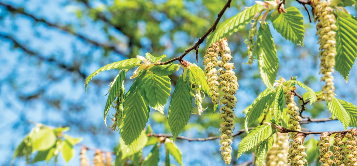 Leszczyna, olcha, brzoza – czy wiesz, że ich pączki leczą skórę ...