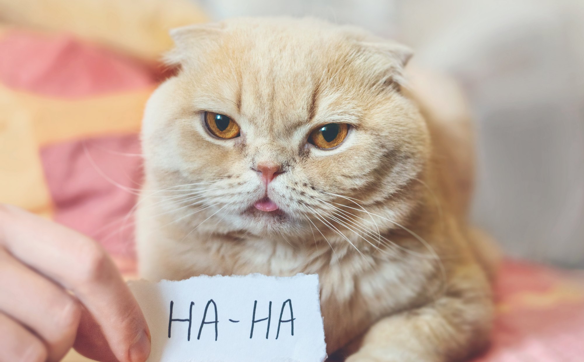 Prima aprilis - krótka historia święta 1 kwietnia | Werandacountry.pl