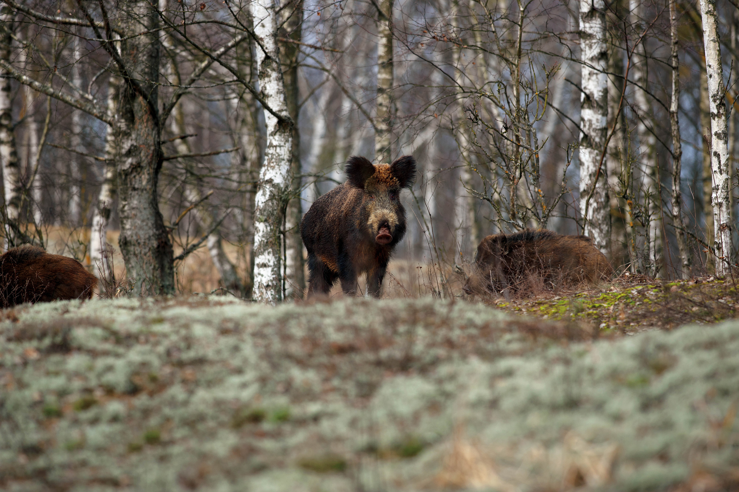 Czy dzika da się oswoić? | Werandacountry.pl