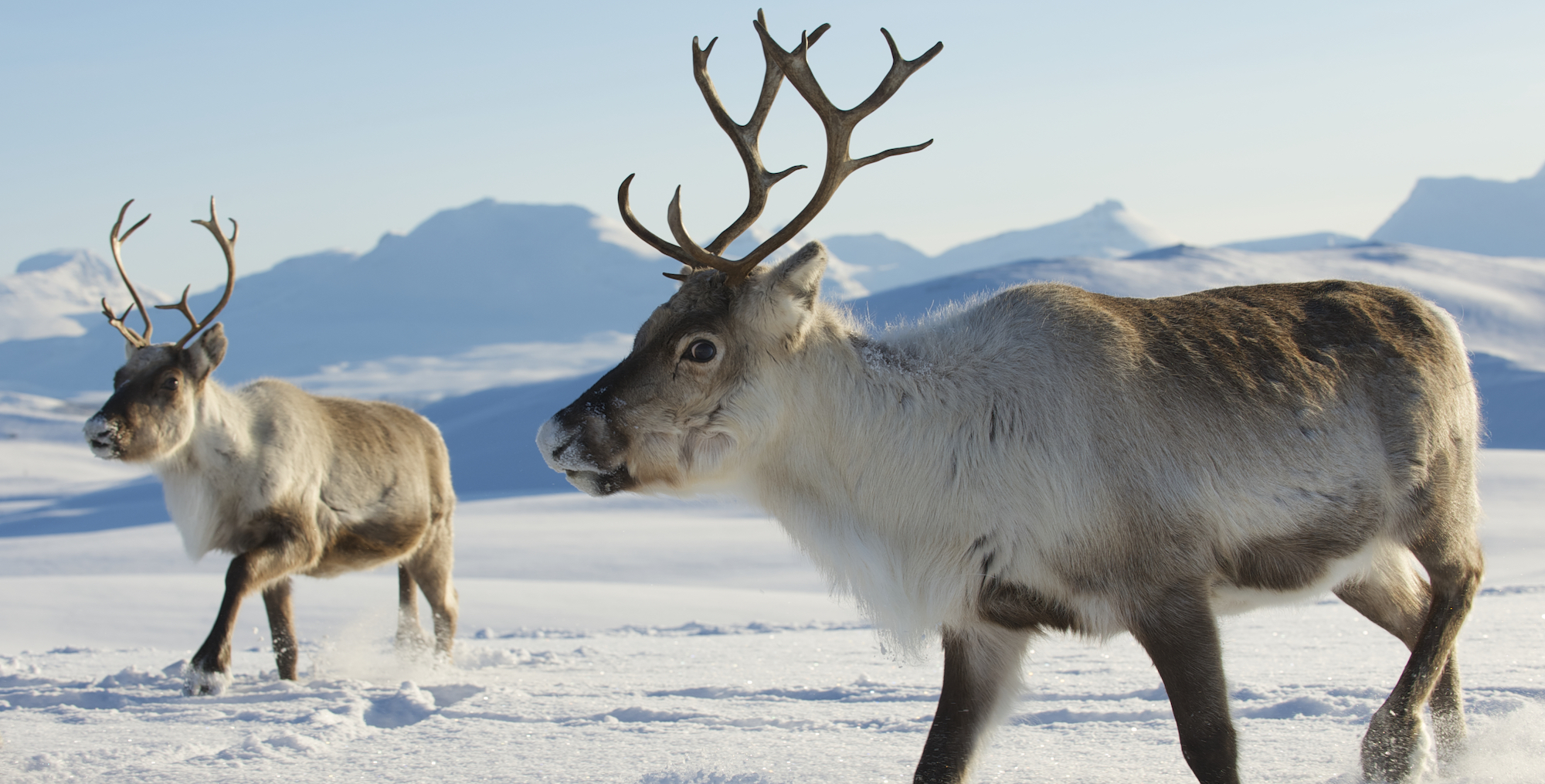 Renifer to prawdziwy cud natury, o który warto dziś szczególnie zadbać ...