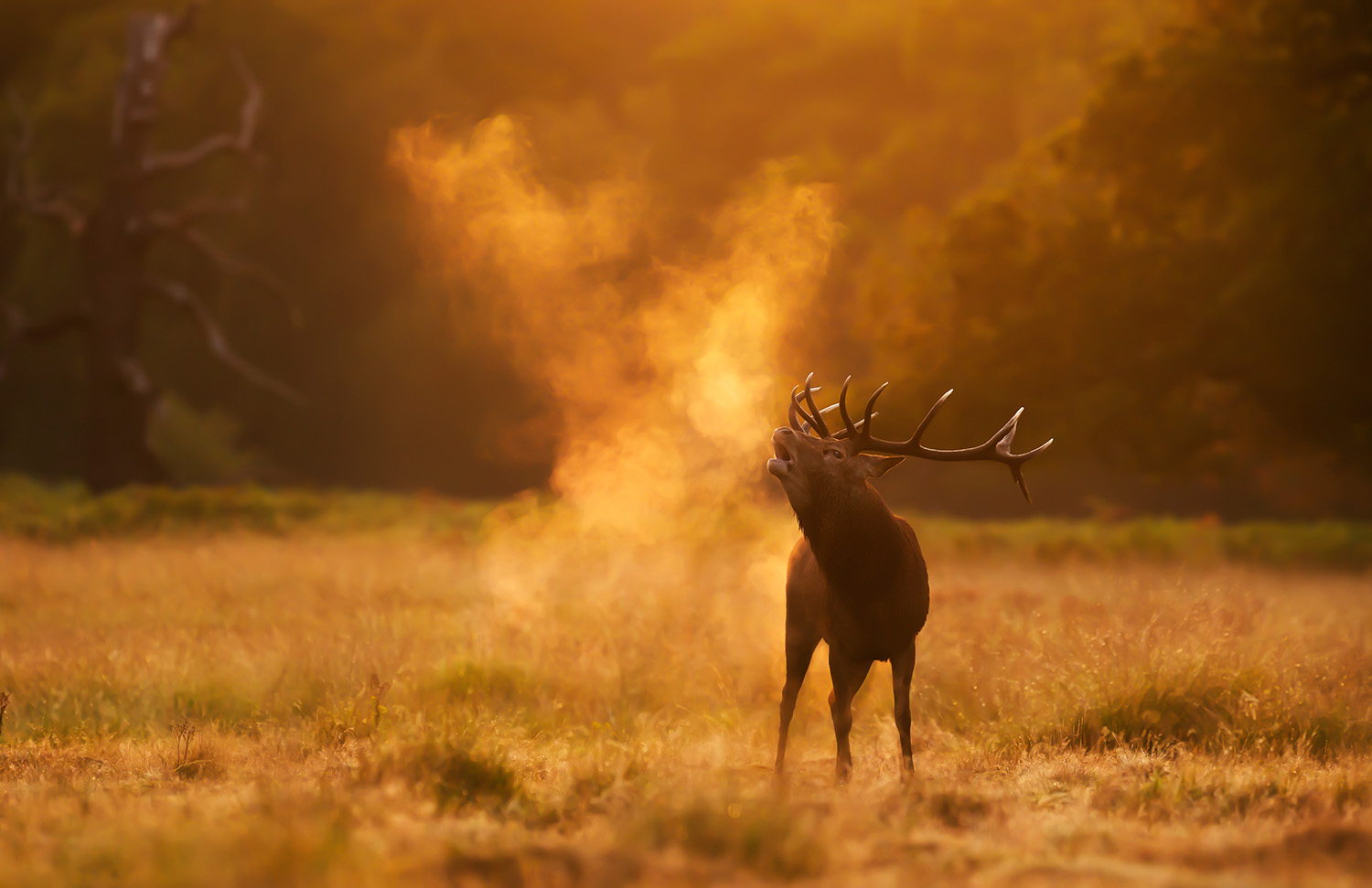 Rykowisko jeleni - gdzie i kiedy obserwować te niezwykłe gody ...