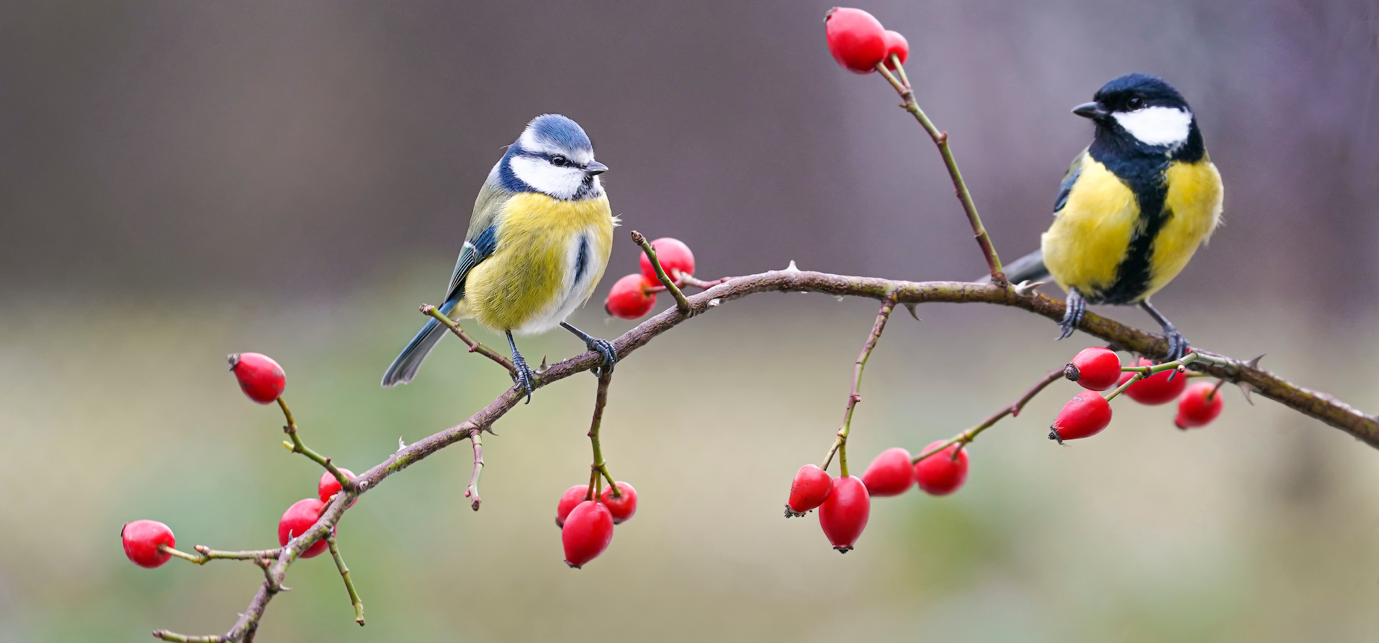Sikorki w Polsce | Werandacountry.pl