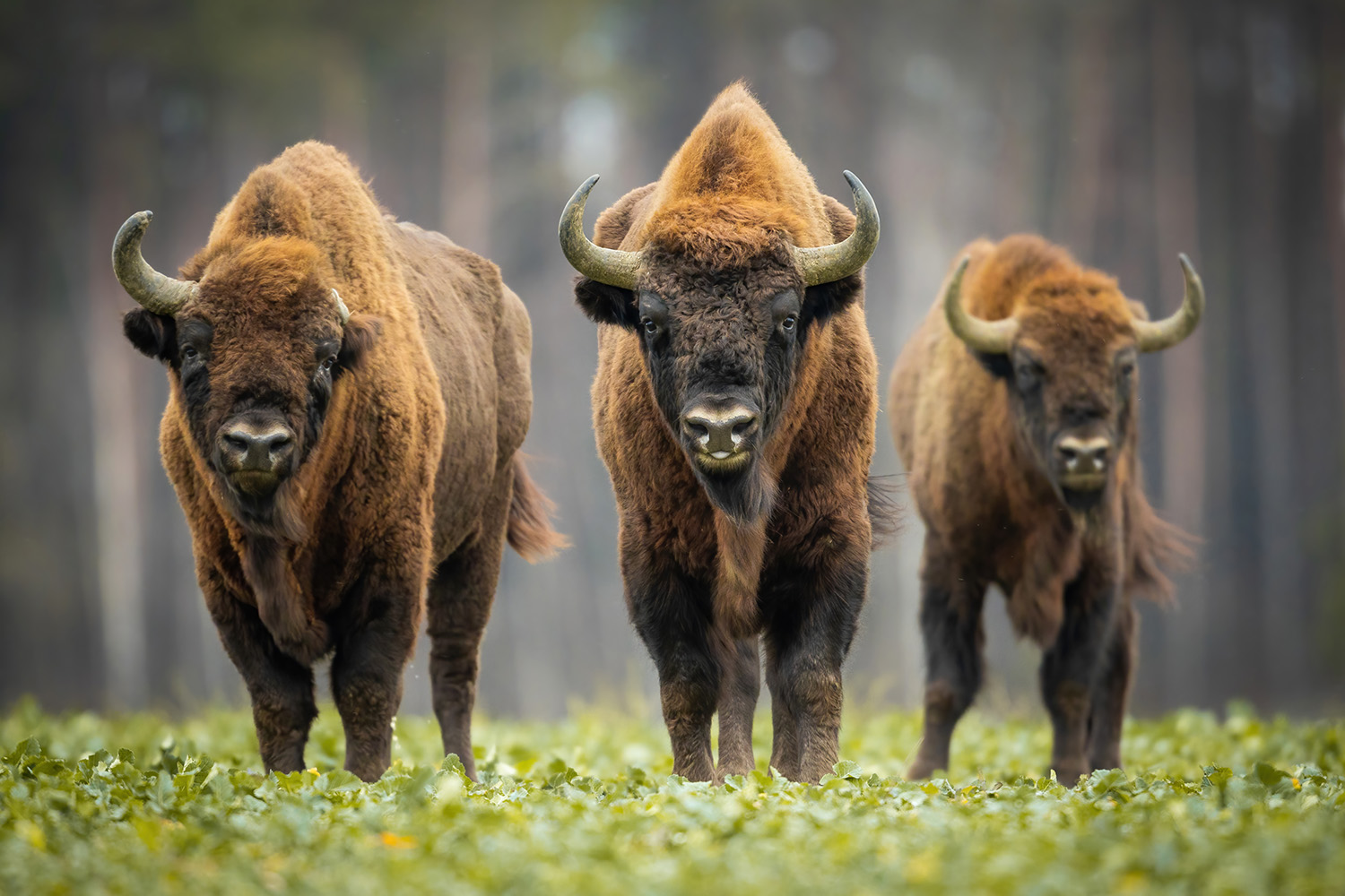 Żubry w Białowieży i na Podlasiu – historia gatunku, puszcza, zagroda ...